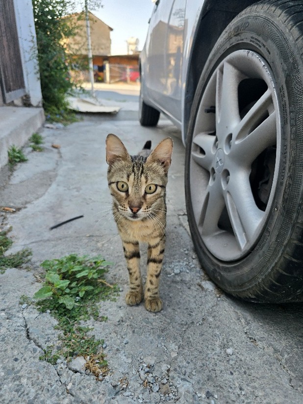 Cats of Cyprus: History and Legend – Vigla Archaeological Project